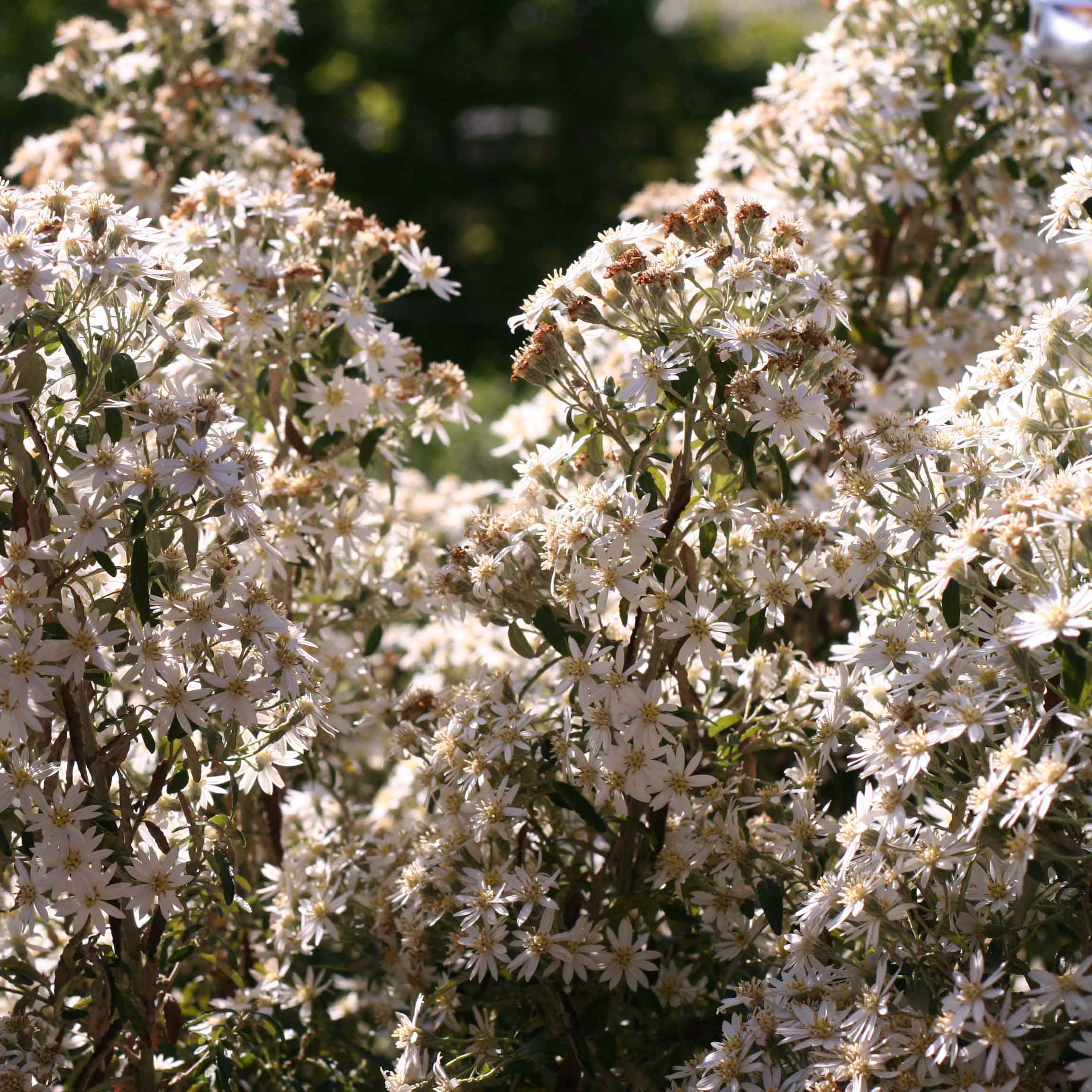 Olearia - Potager Garden