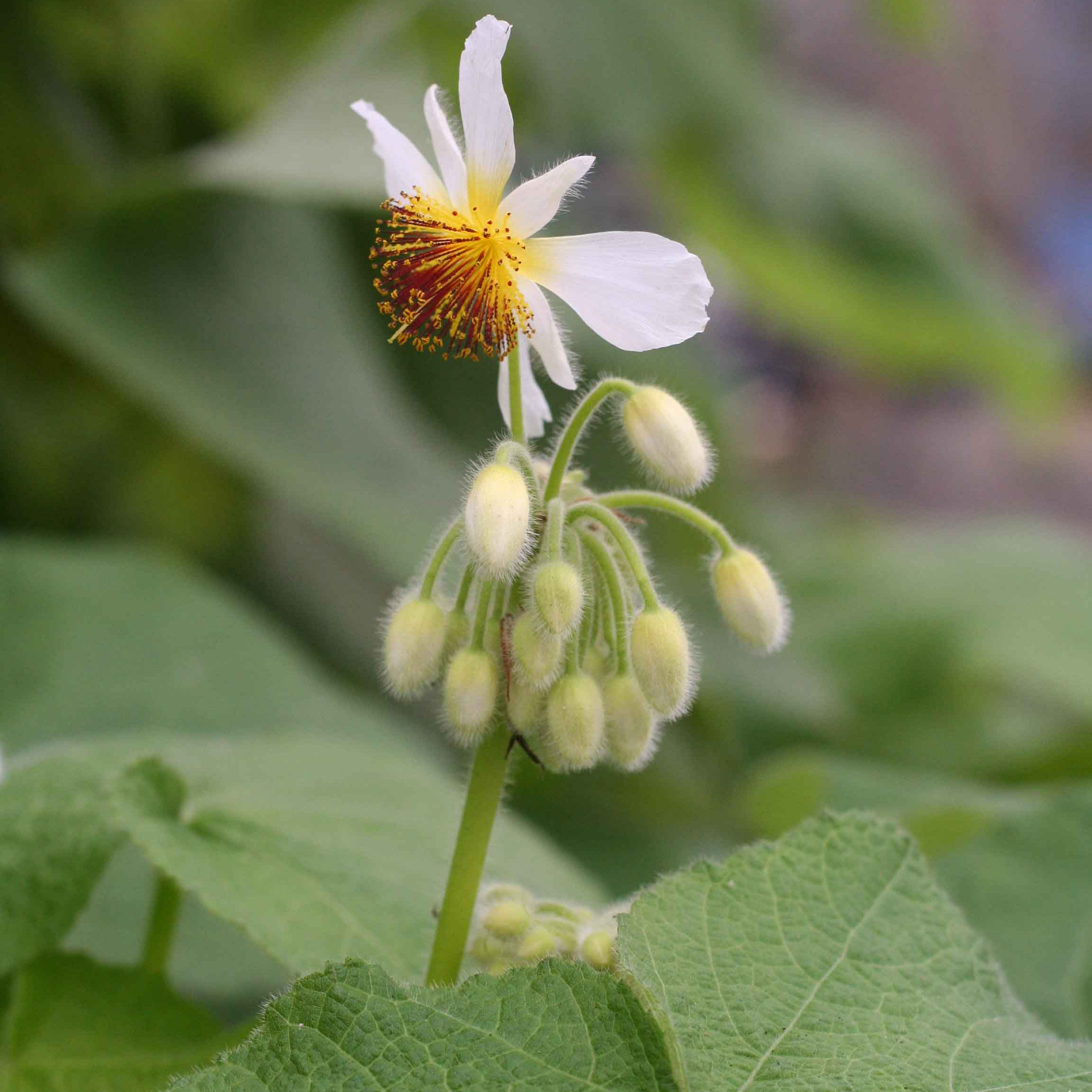 Sparmannia - Potager Garden