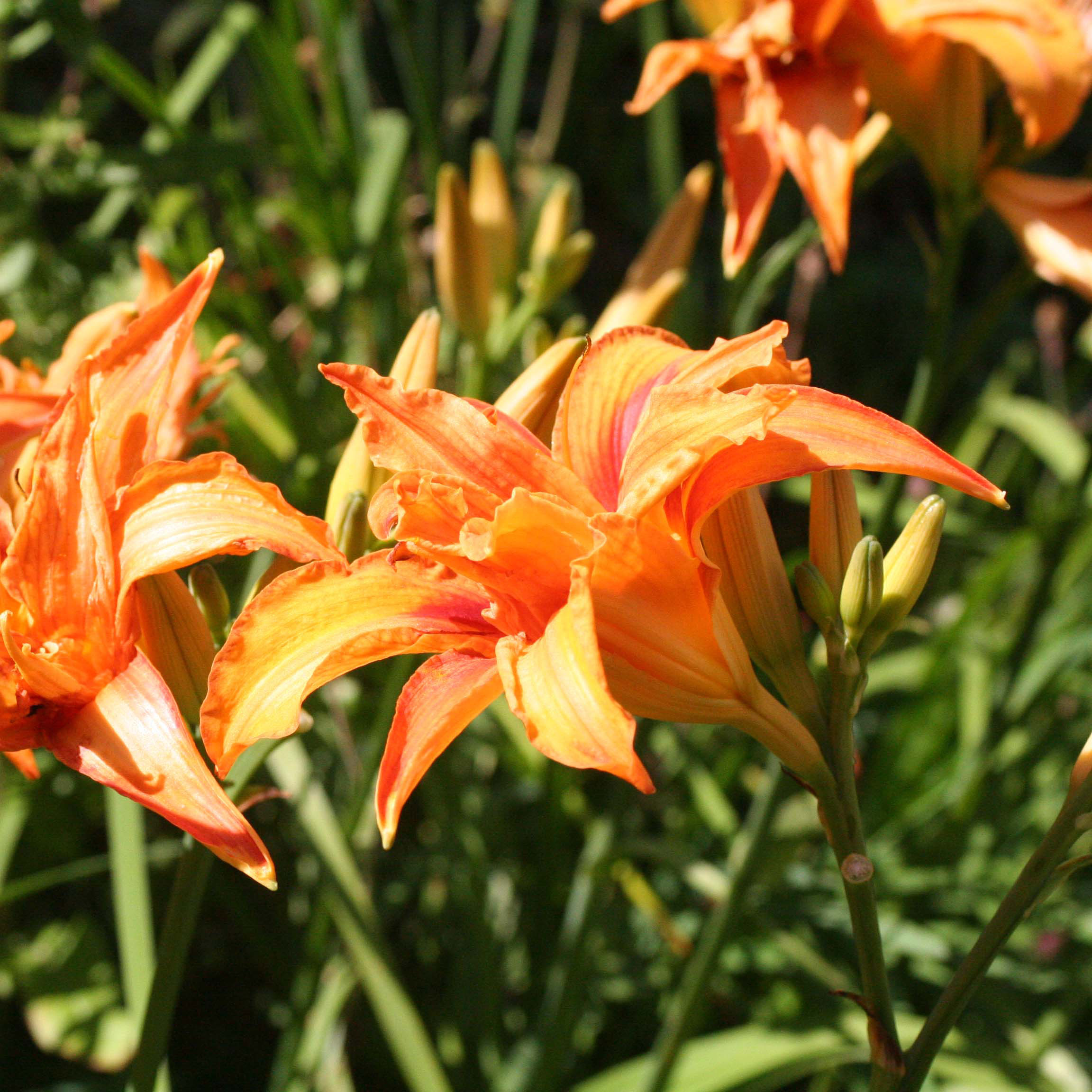 Day Lilies - Potager Garden