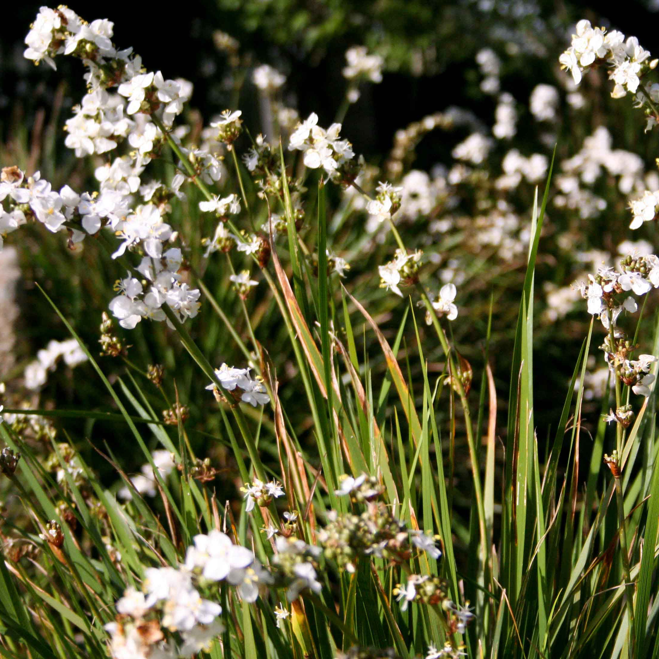 Libertia - Potager Garden